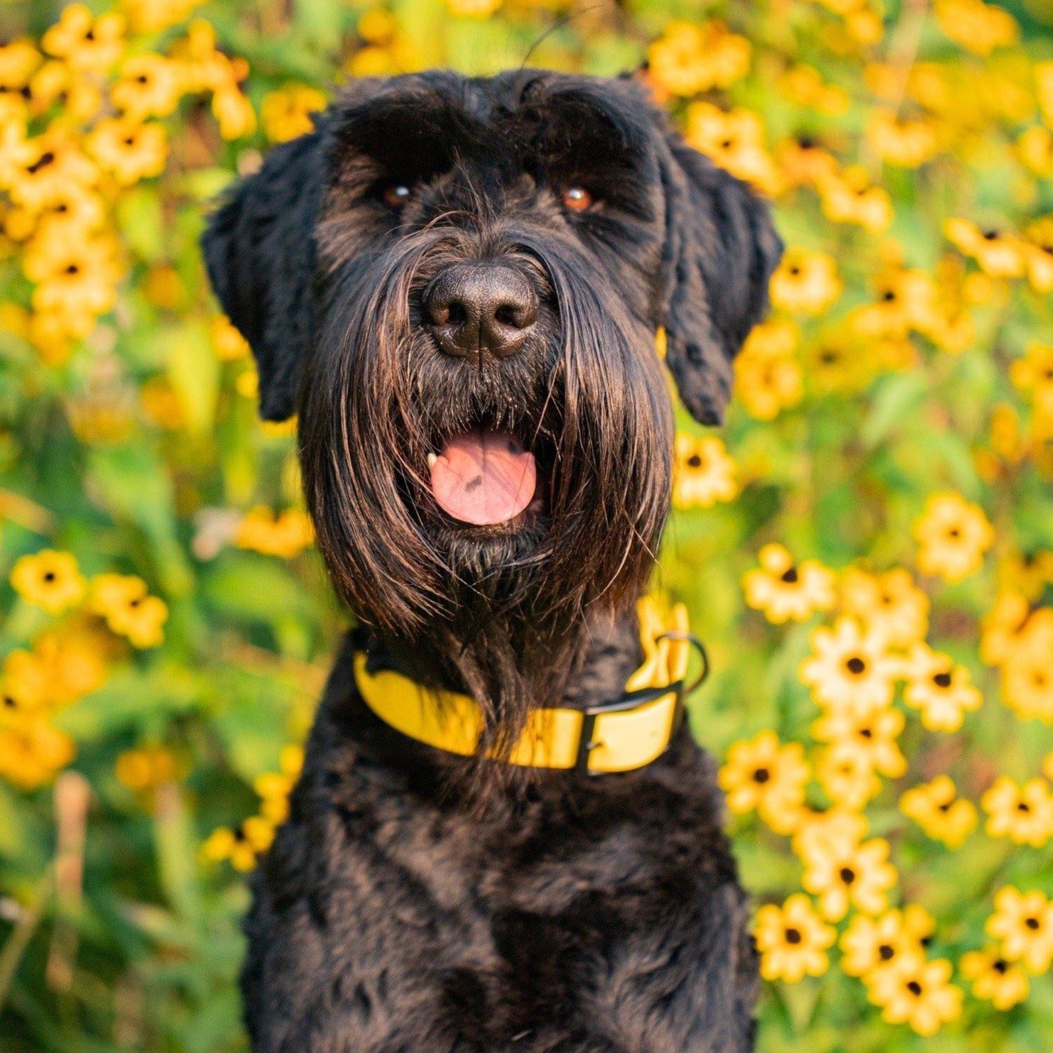 1'' Collar – Contigo Dogs